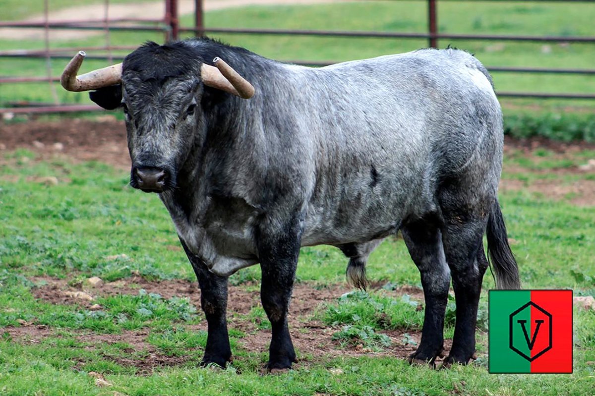 LOS TOROS DE ADOLFO MARTÍN PARA CASTELLÓN – EMBESTIDAS